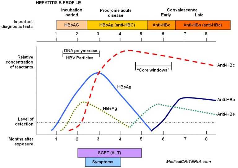 Serologic Testing for the Diagnosis of Hepatitis B Virus (HBV ...